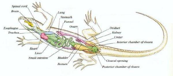 DOKTER HEWAN: Anatomi Kadal