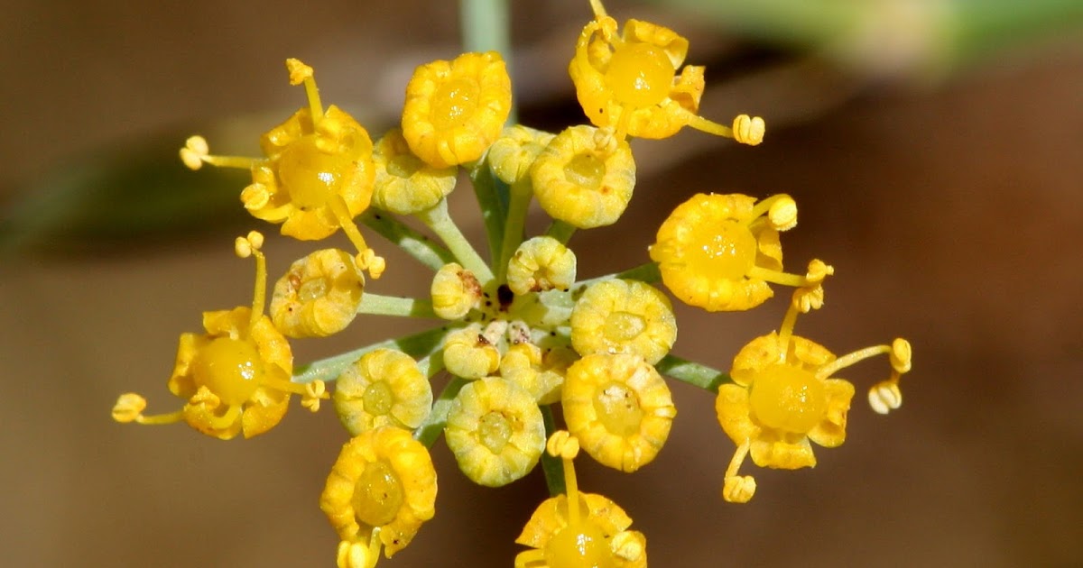 Menuda Natura: Foeniculum vulgare Mill.