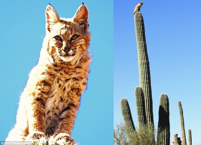 White Wolf : Bobcat Sitting on Top of 40 Foot Tall Cactus in the ...
