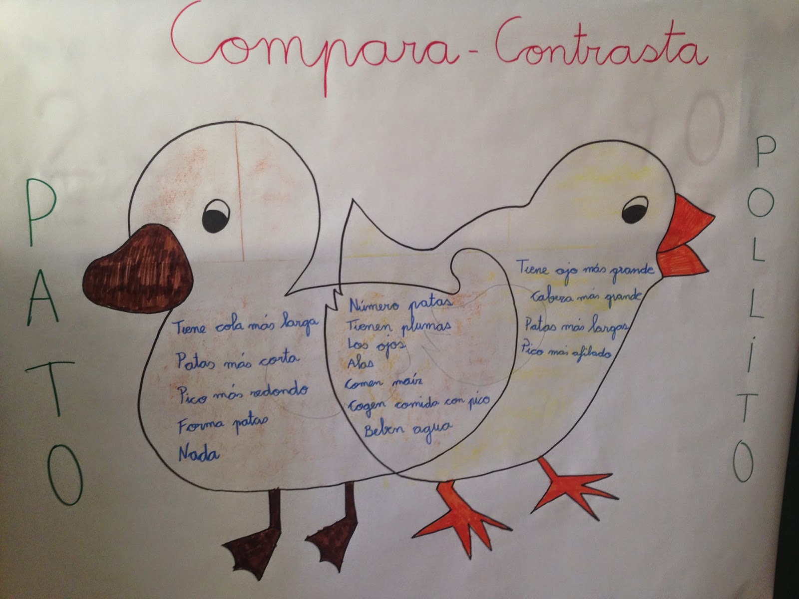 El TIC tac de infantil: Compara y contrasta: Pato y pollo