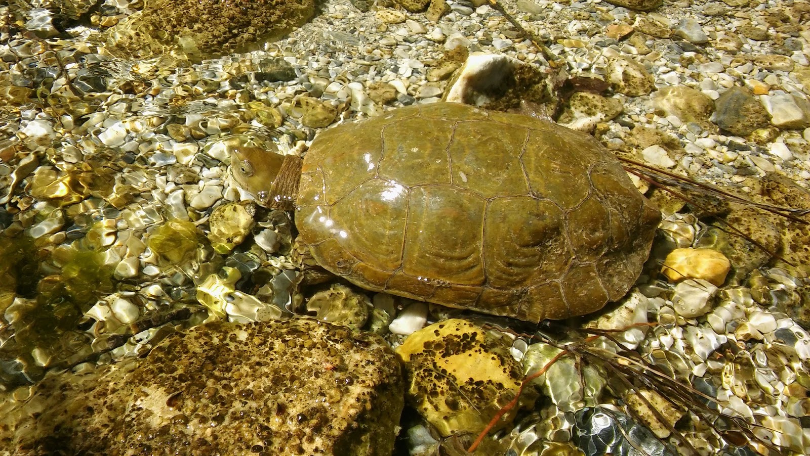 El Blog de Ciempies: Ríos de vida: el Cebollón.