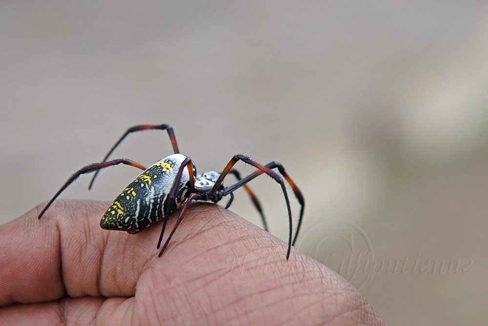 Photo Nature Lilliputienne (macrophotographies): Nephila inaurata ...