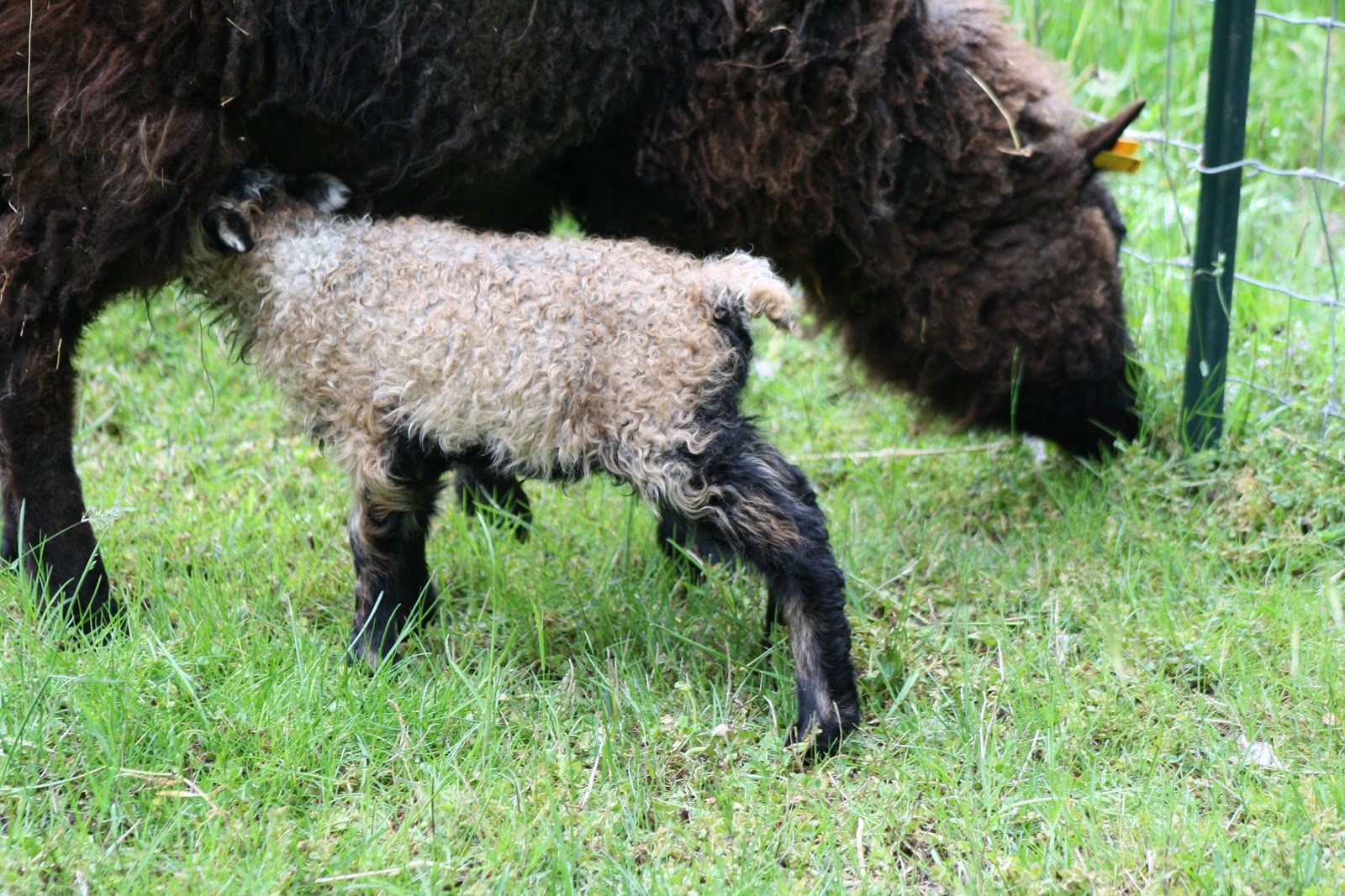 Sheep R Us: Introducing Henderson...Hidaway Farms First Icelandic Lamb