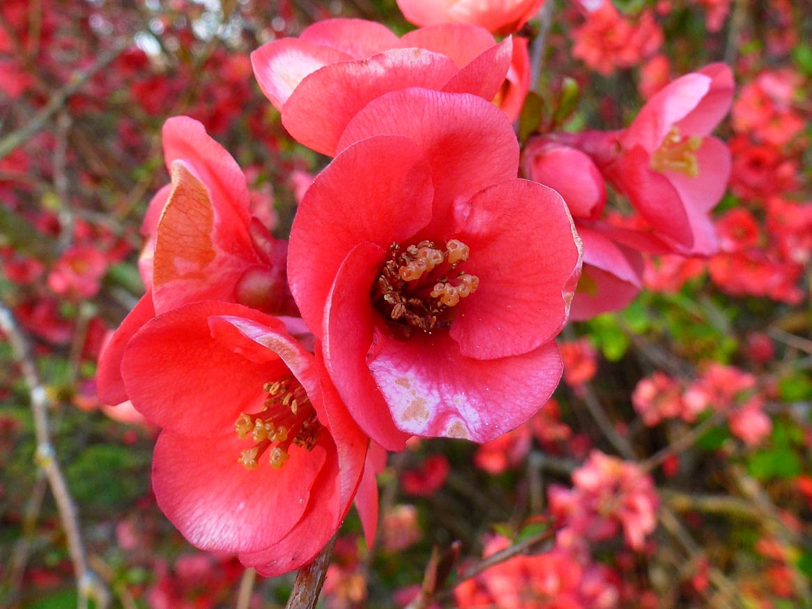 Living the life in Saint-Aignan: Fleurs rouges du printemps