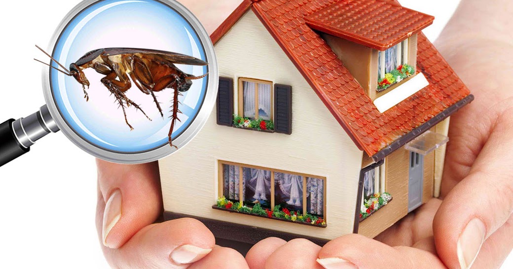 Pest Control Sydney - CPM Service: Sensible Factor Of Choosing A Pest ...