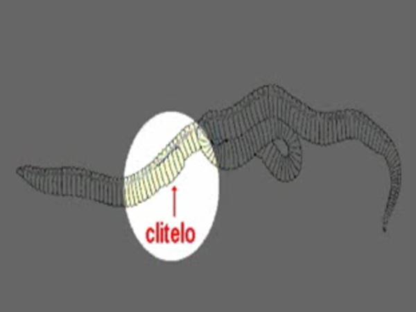 Patria y Unidad: A los inmortales de la RAE. Clitelo y nefridio