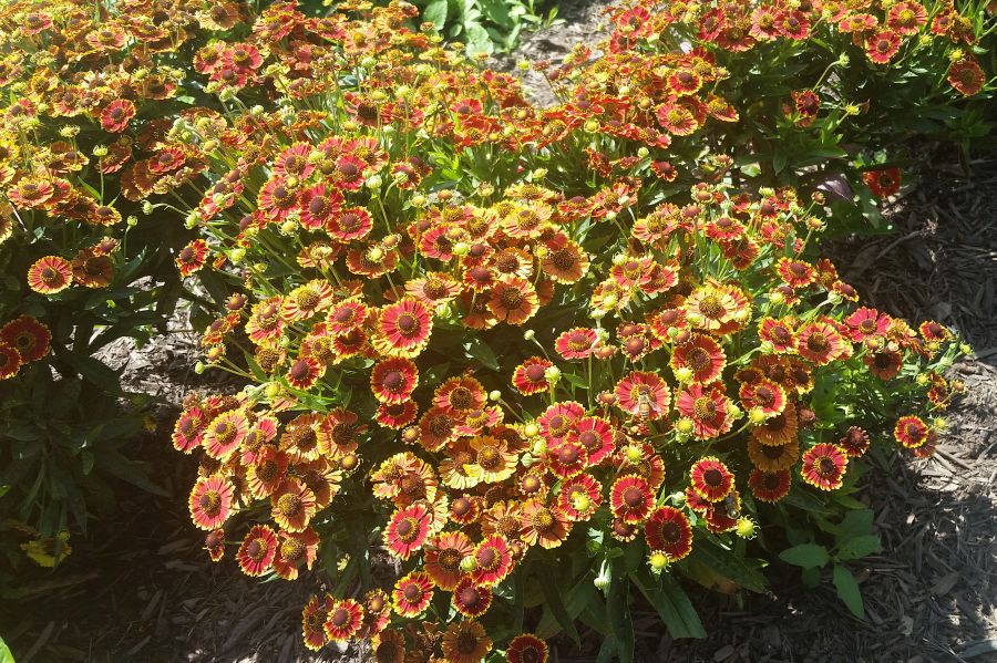 Future Plants by Randy Stewart: Helenium