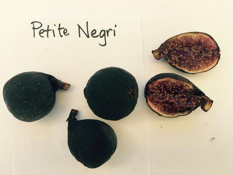 Petite Negra Fig - Var Tin
