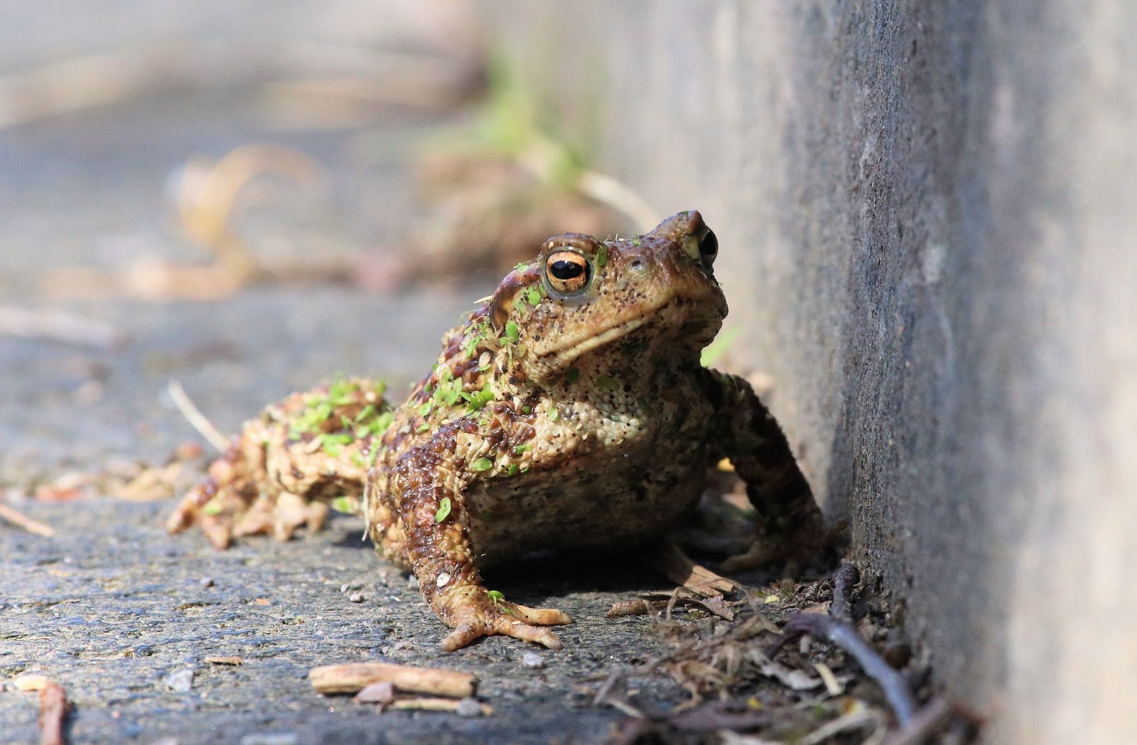 Wildlife Wanderings: Early spring on RSPB Ham Wall in Somerset