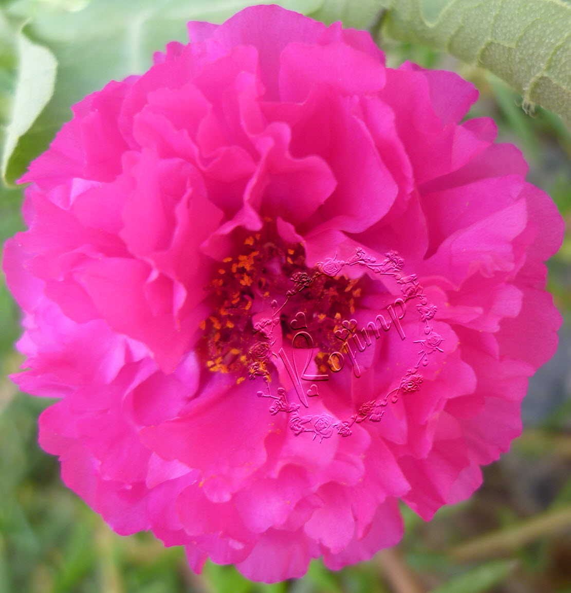 Flores y Frutos: Portulaca (o Coqueta)