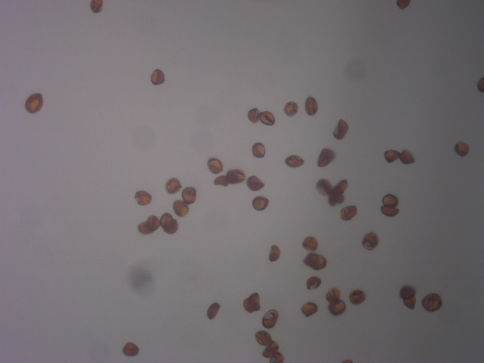 Misidentifying Fungi: June 2018