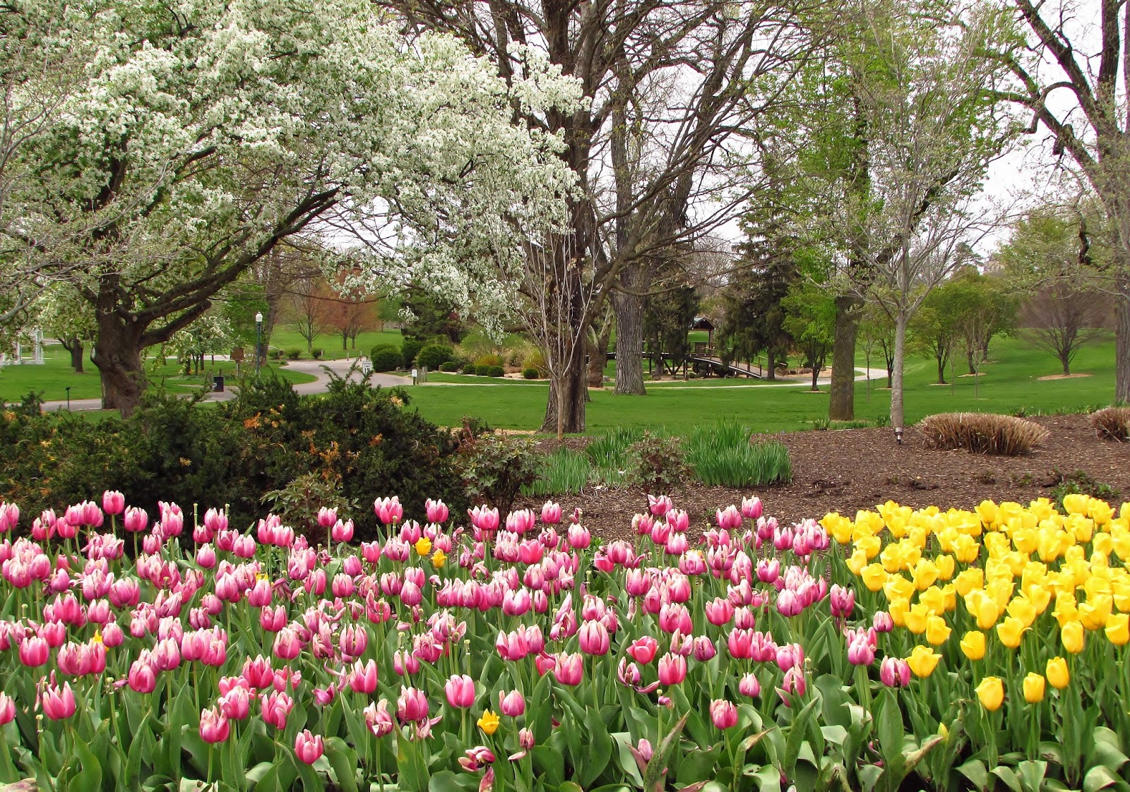Life In Robin's Nest: Tulip Time in Town