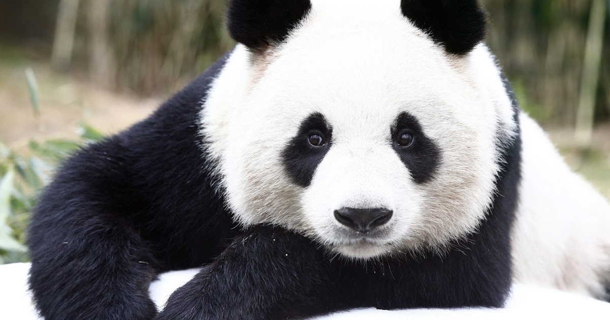 Habitat dan ciri-ciri panda