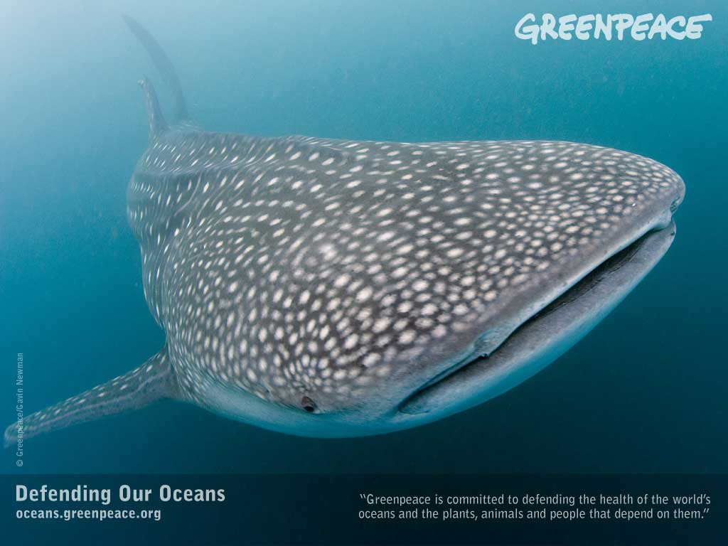 BIO Strangers: Tubarão Baleia