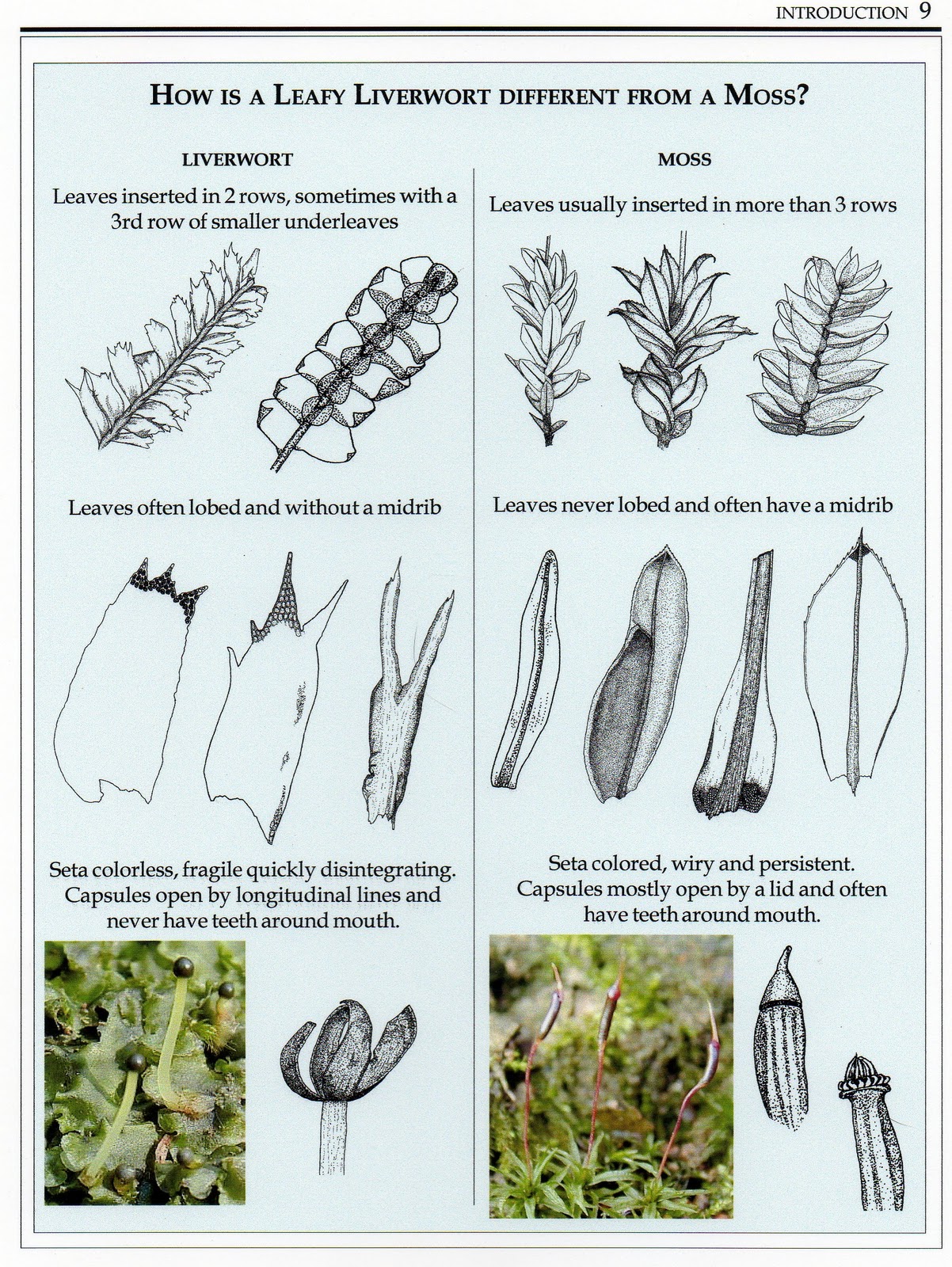 Moss Notes: How is a Leafy Liverwort different from a Moss