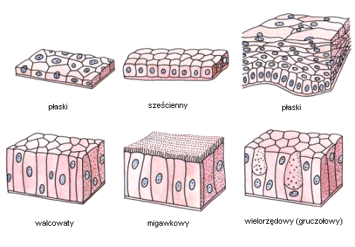 Anatomia: Tkanki w ciele człowieka? A co to takiego?