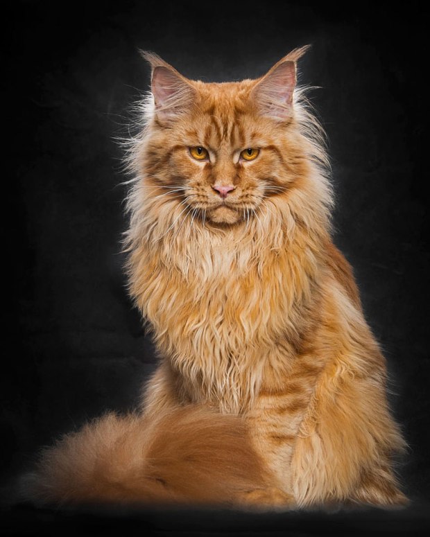 (11 Foto) Juru Foto ini Ambil Gambar Kucing Baka Maine Coon Dari Sudut ...