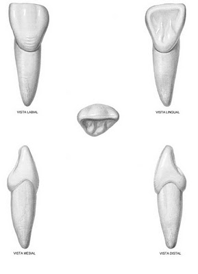Anatomía Dentaria: INCISIVO CENTRAL SUPERIOR