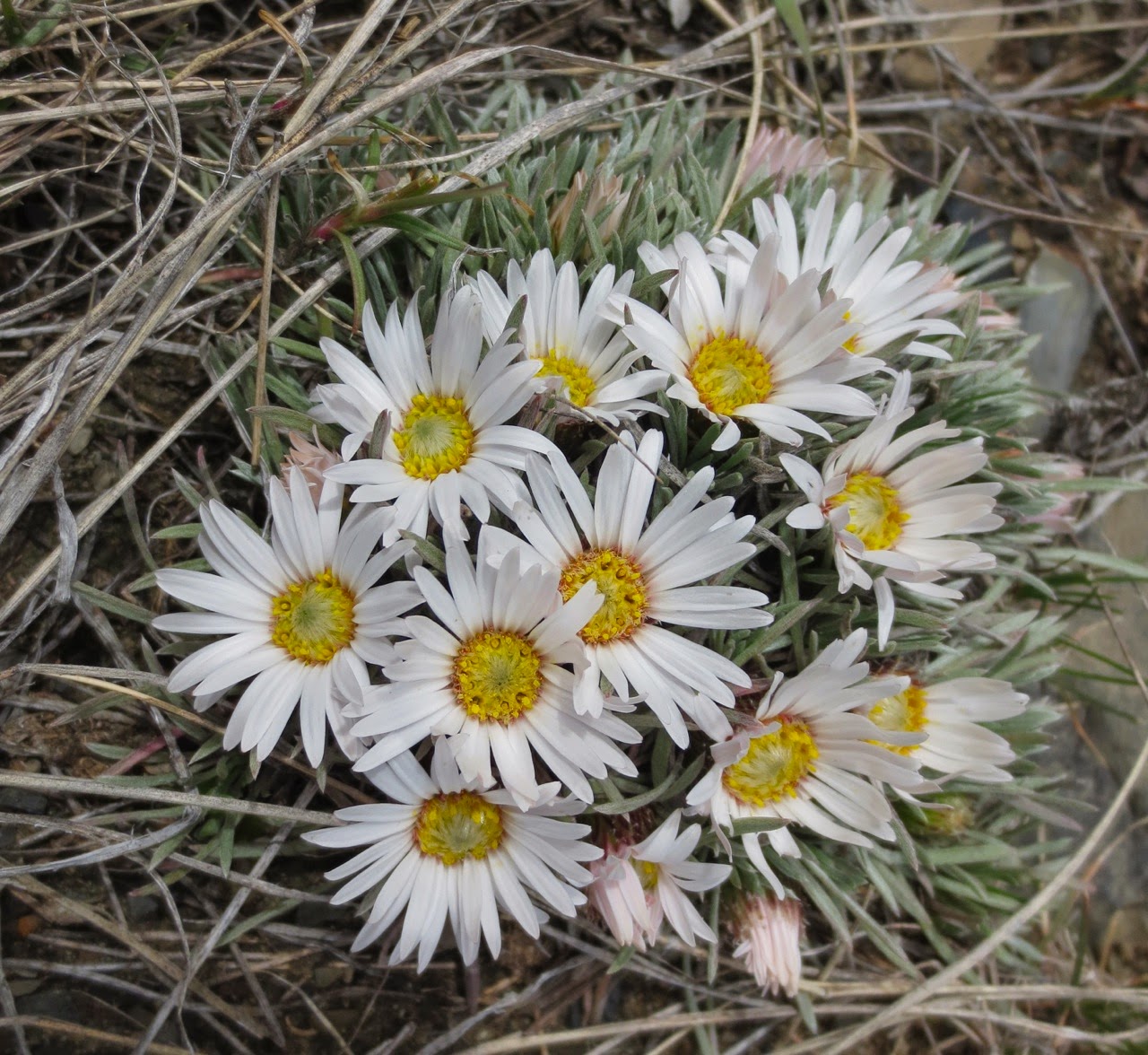EcoRover: Springtime on Montana's High Desert: Wildflowers, Geology ...