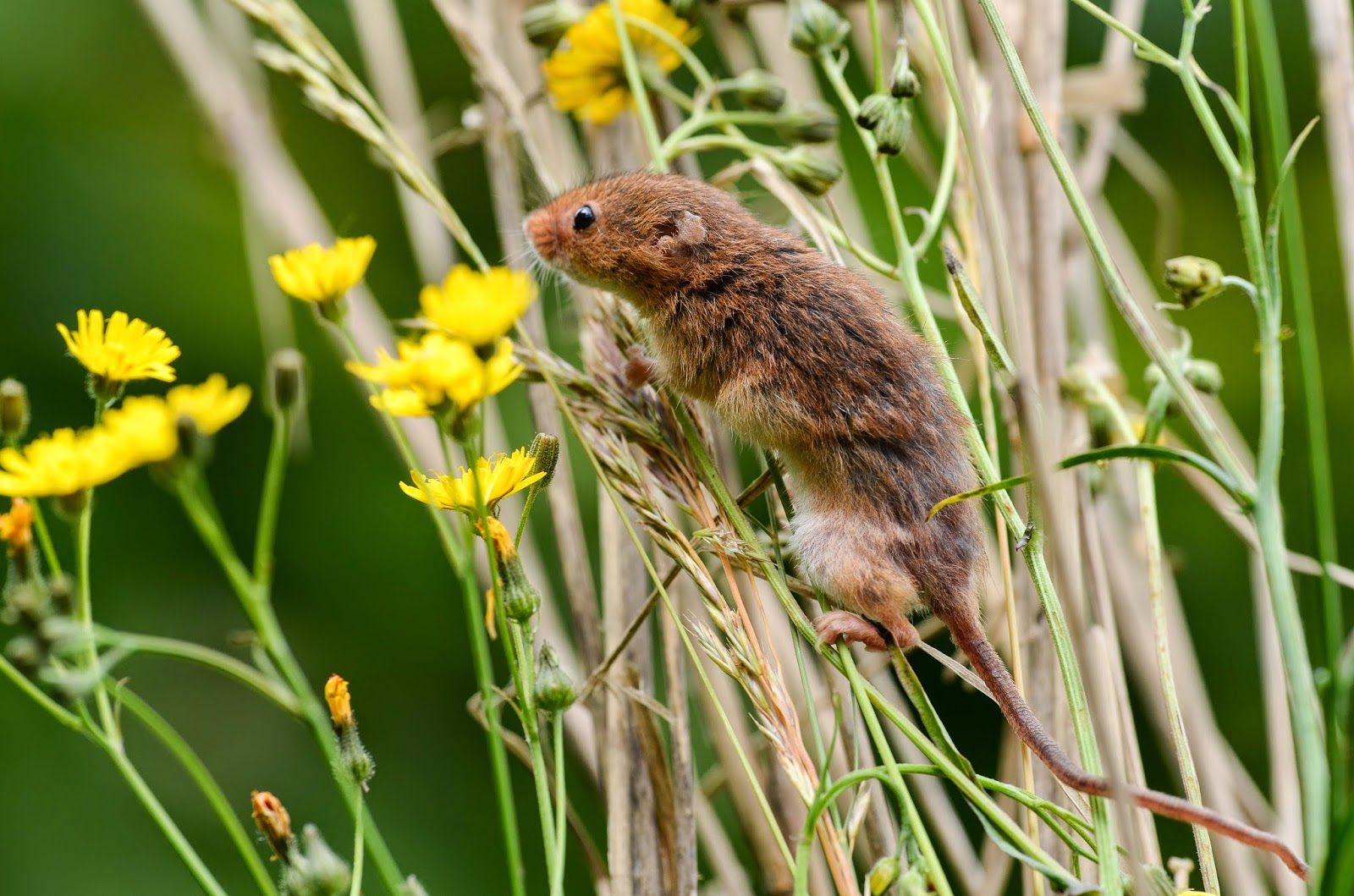 Die Naturfilmer: Kletterkünstler auf schwankenden Halmen...