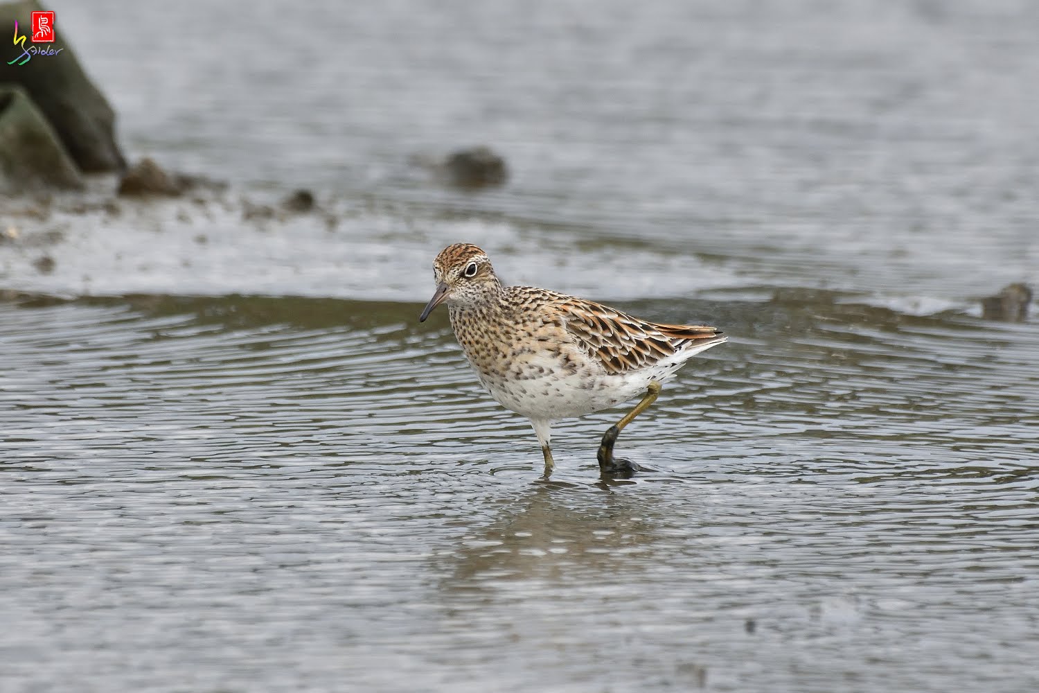 Alder's Bird-watching Notes: 大園尖尾鷸．Sharp-tailed Sandpiper@Dayuan．2020/04/27