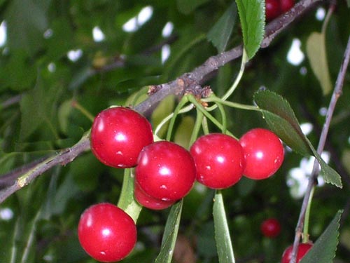 NATURAL...MENTE: UNA SUPERFRUTA DE COLOR ROJO