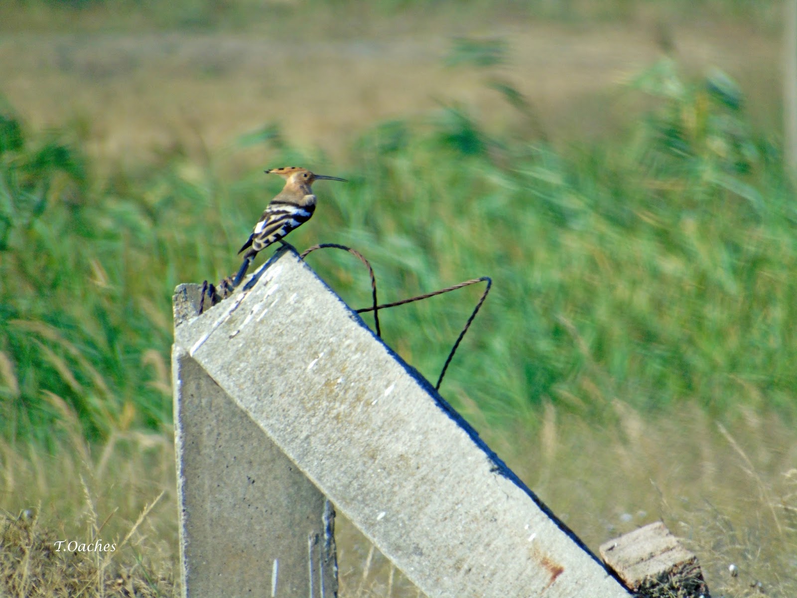 PASARI DIN ROMANIA: PUPAZA, Upupa epops