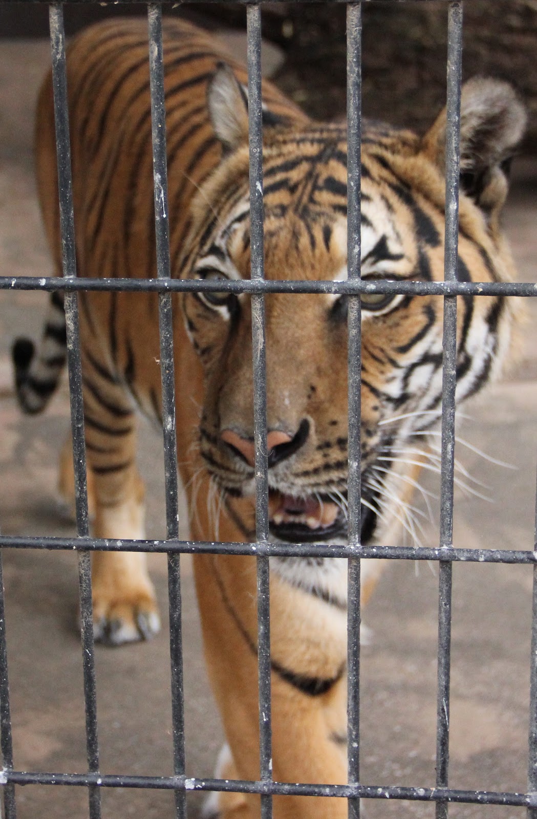 Terry Spear's Blog - Tigers, Vampires, Jaguars, Oh My! - February 09 ...