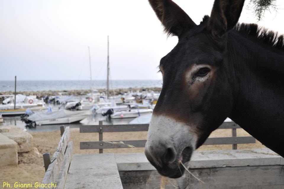 Ragusa turismo: Reportage Libera...Arte a Punta Secca del 15 luglio 2012
