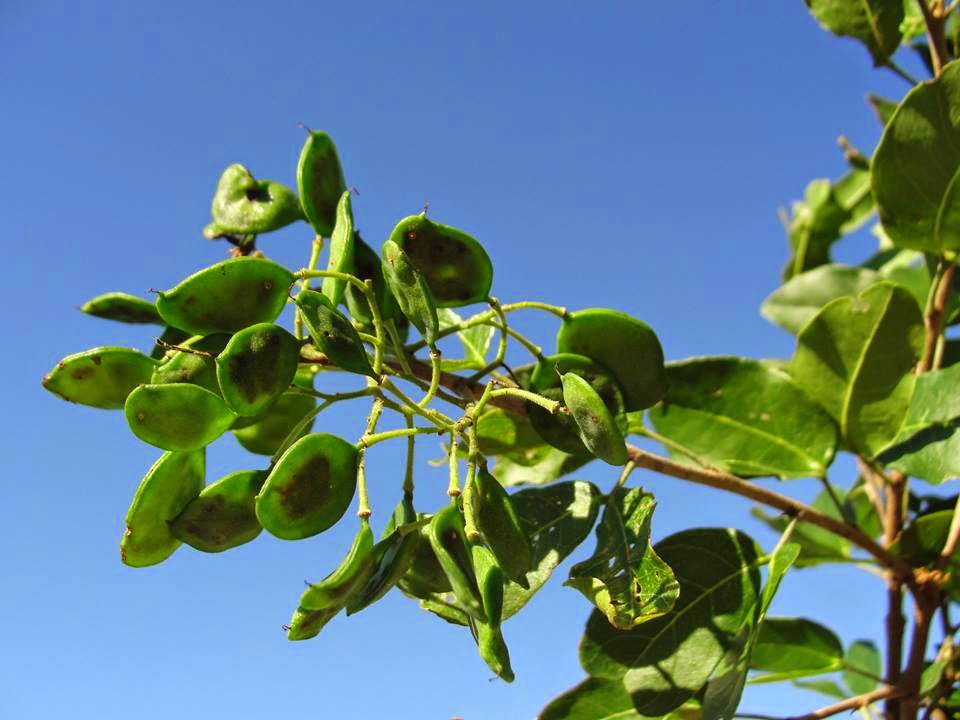 Fabaceae - Leguminosae no Brasil: Fabaceae - Peltogyne pauciflora Benth ...
