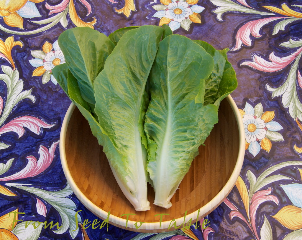 From Seed To Table: Variety Spotlight - Sweetie Baby Romaine Lettuce