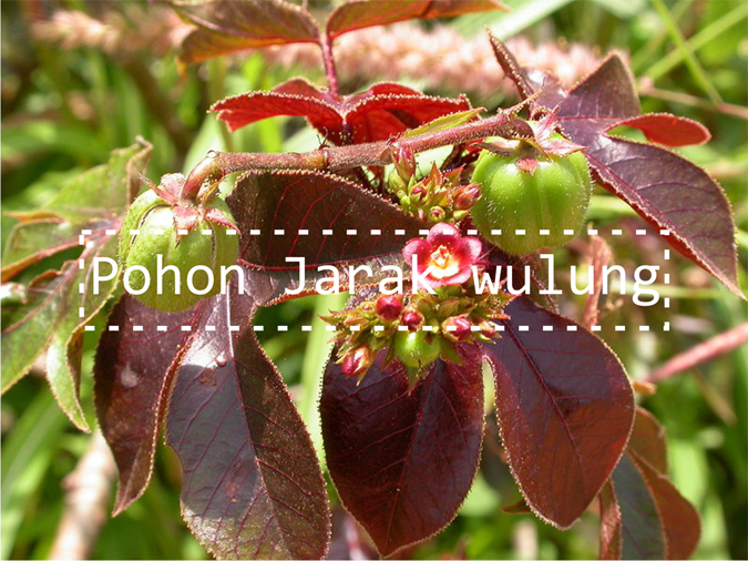 4 Jenis Tanaman Jarak dan Ciri-cirinya - 1001 Manfaat Alami