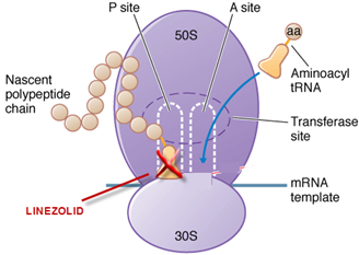 HEALTH & MEDICINE: LINEZOLID - A ANTIBIOTICS OF OXAZOLIDINONE GROUP