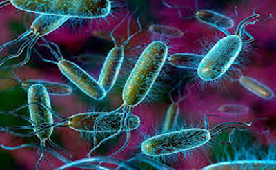 Dampak Bakteri Escherichia Coli - E. Coli - Garda Remaja