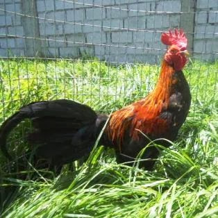 VER GALERIA DE FOTOS DE GALLOS DE PELEA DEL MUNDO: LA MEJOR RAZA DE ...