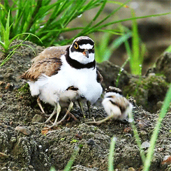 little ringed plover mama and her babies. | Unseen Pictures 4 You