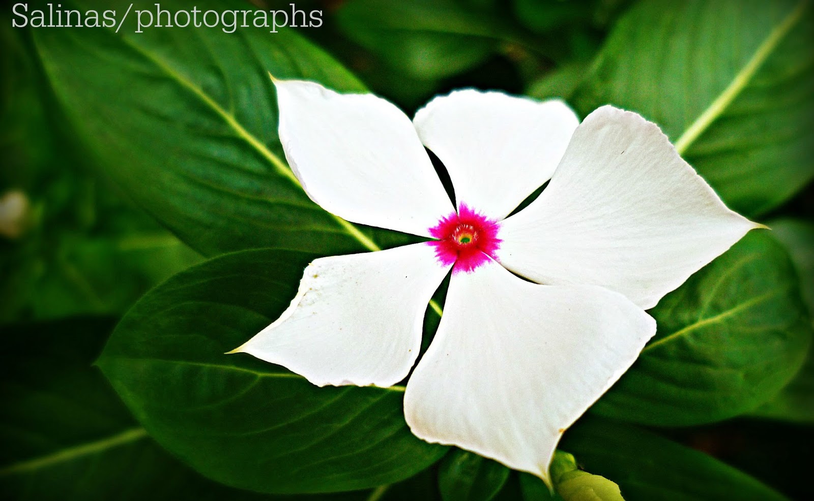 FLOR DE `CHULA` | Fotografías Salinas