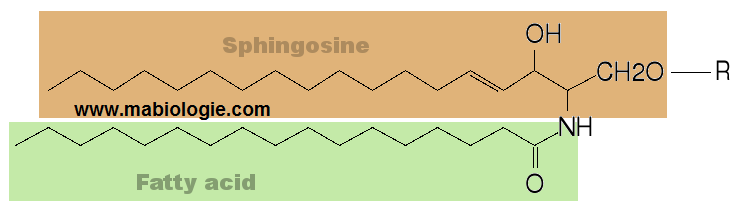 Les sphingoglycolipides sont des sphingomyélines et des sphingosines ...