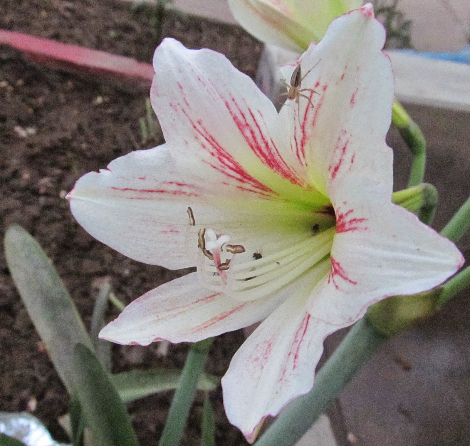 NATURAL & UNIQUE PHOTOGRAPHY: BARBADOS LILY OR EASTER LILY OR AMARYLLIS ...