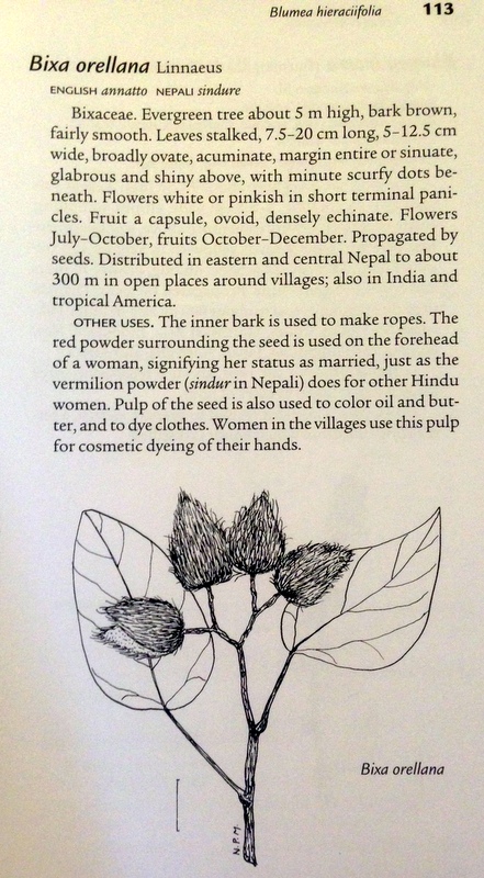 Taste of Nepal: Sindur Tree of Nepal (सिन्दुर को रुख) Sindure