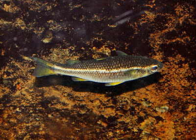 Ricardo's Blog, : Agonostomus monticola a fish native of Puerto Rico ...