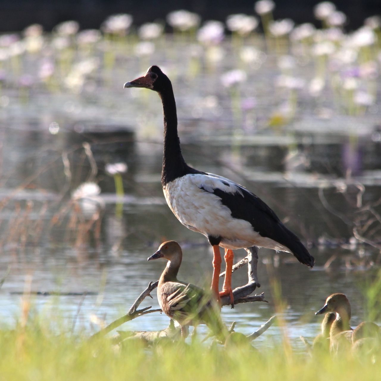 Pete's Flap Birding Aus: Parry Creek Lagoons - Visit 2