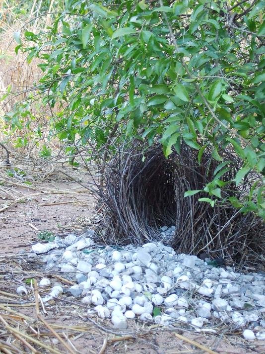 lulie & marie: Bower Bird Nests