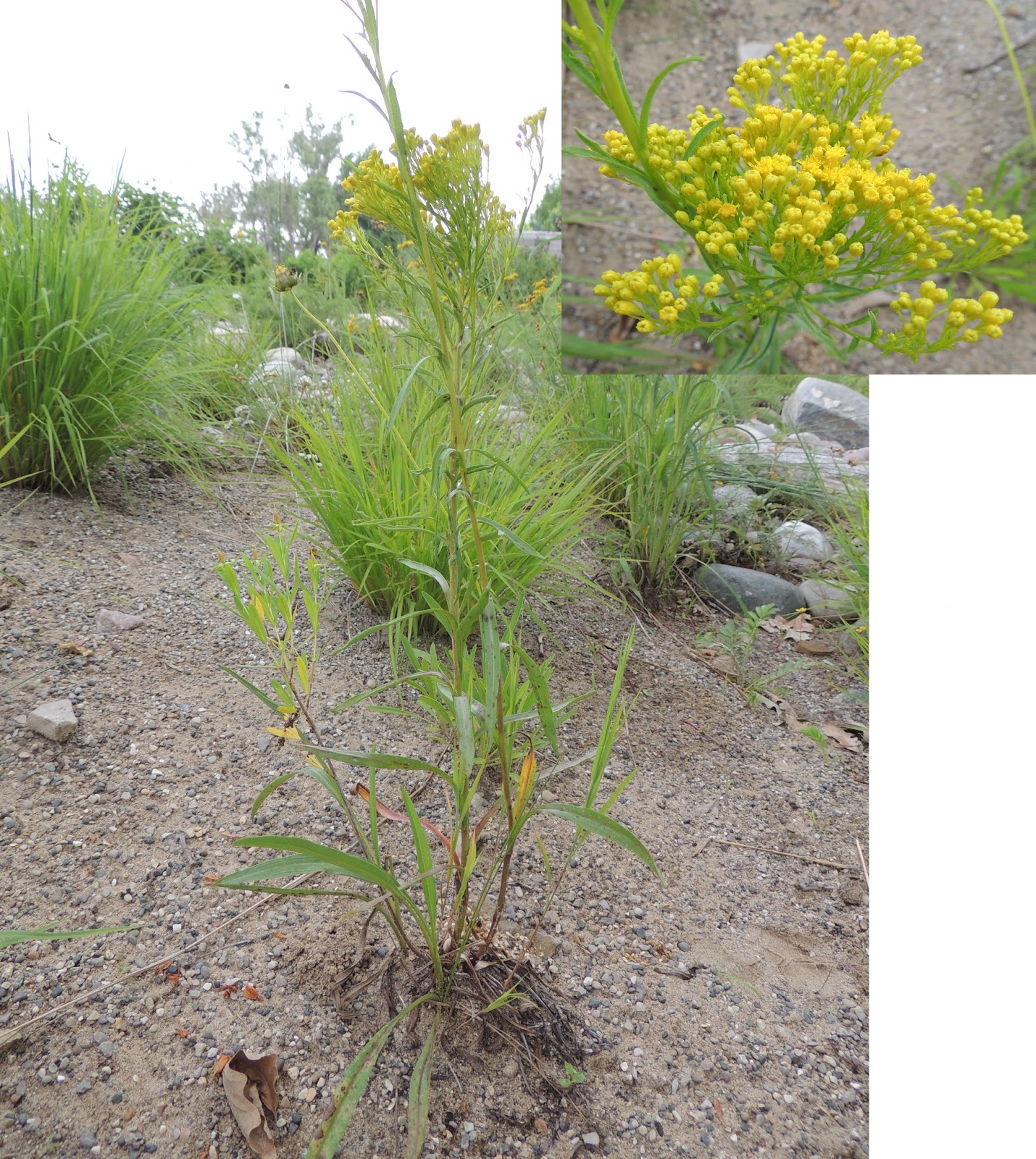 Earth Words: With a Flourish of Color and Form, the Great Lakes Gardens ...