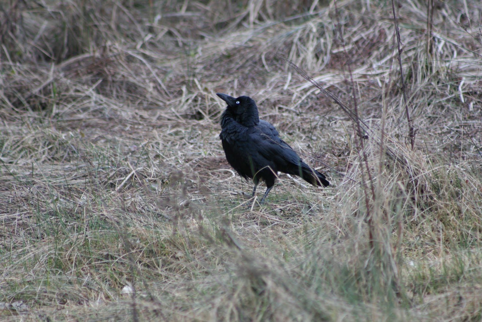 Australian Birds: The Blue-Eyed Raven (Corvus coronoides??)