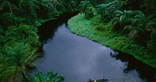 El Cubano: Un Fonds bleu pour protéger la forêt du Bassin du Congo