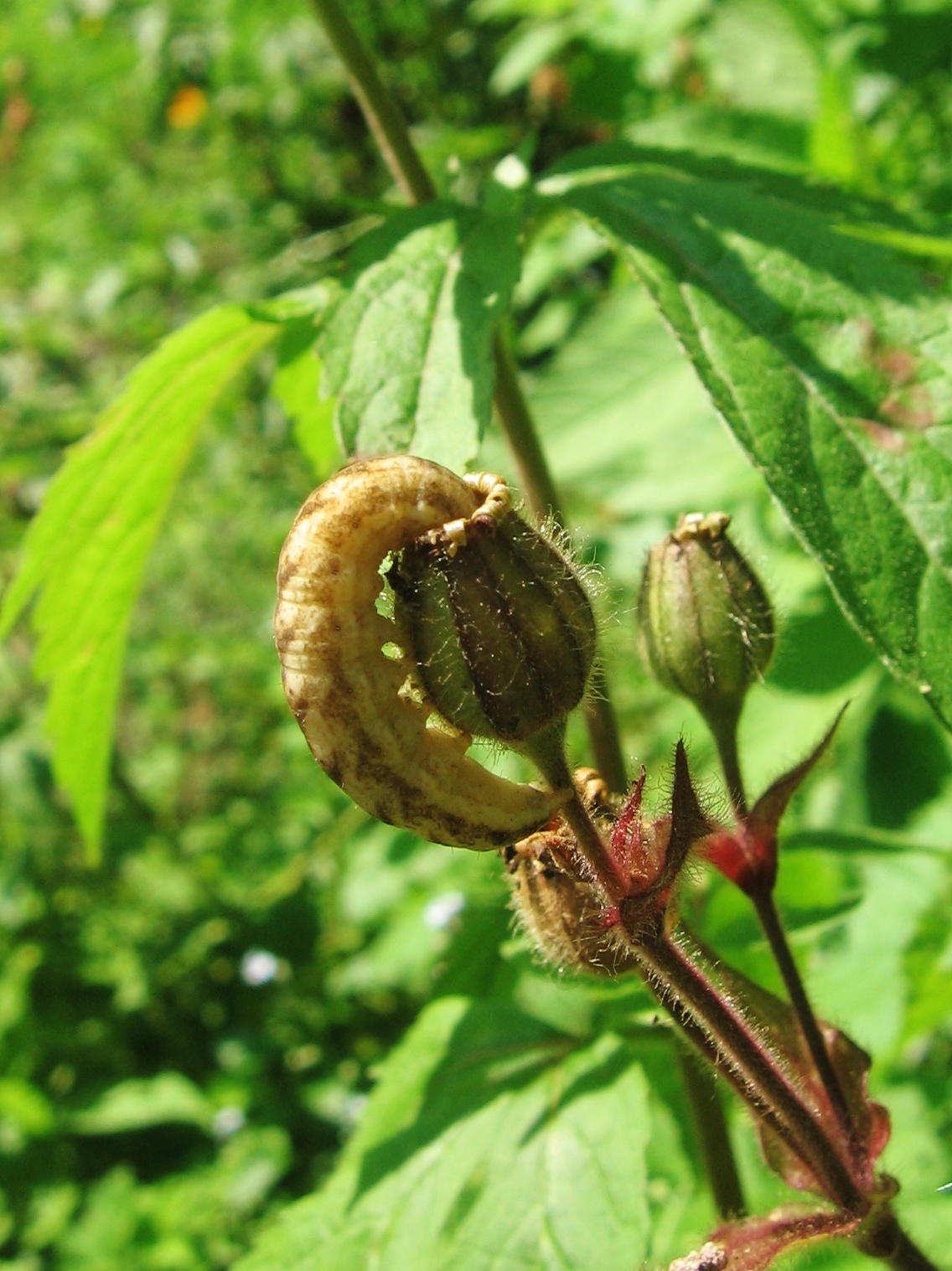 Le Pre Bonnet: Rommelmarktdag...