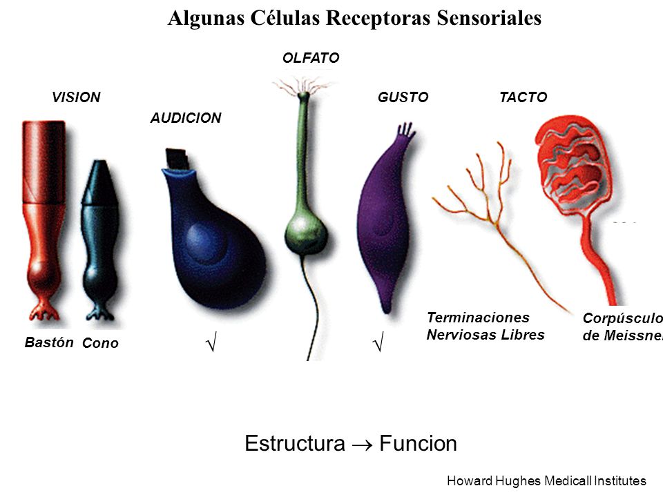 Neurociencias del Comportamiento : Wiki: Sistemas Sensoriales