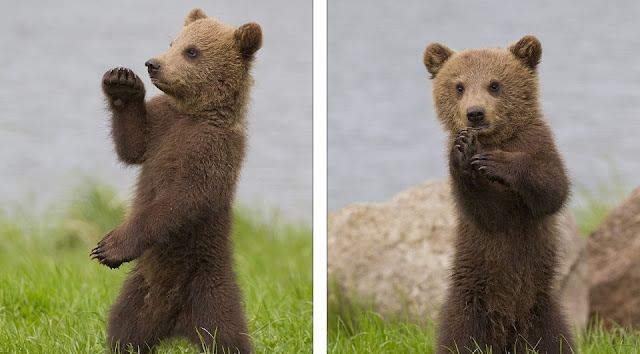 White Wolf : Baby Bear Performs a Spontaneous Dance Routine in Wild Sweden