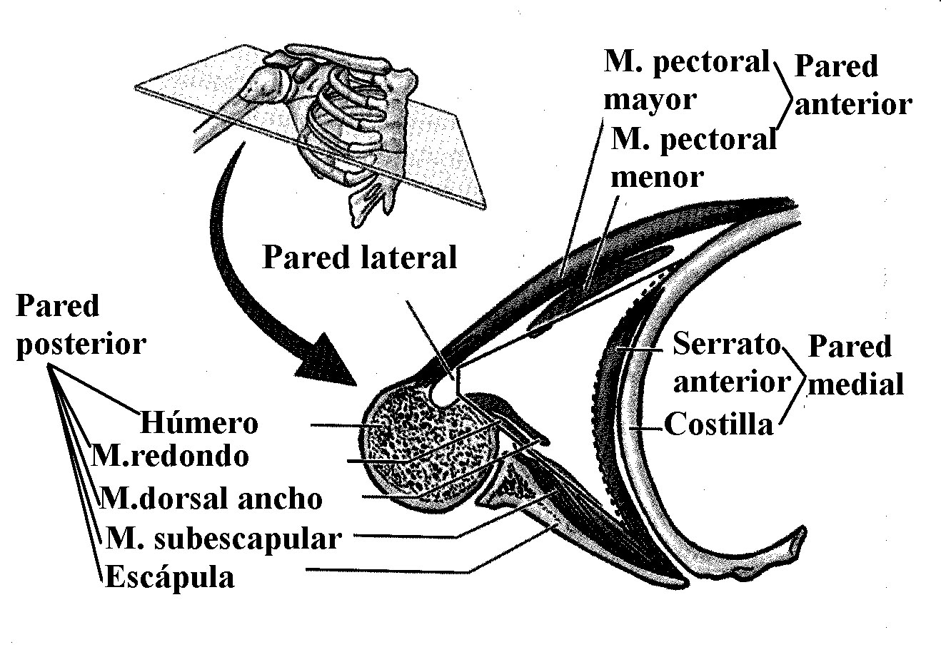 Contenido de Anatomía Humana: Espacio de la Axila. Paredes